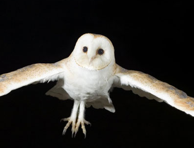 Review of Birds of the Homeplace - Irish Wildlife Trust