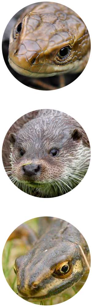 Citizen Science - Irish Wildlife Trust