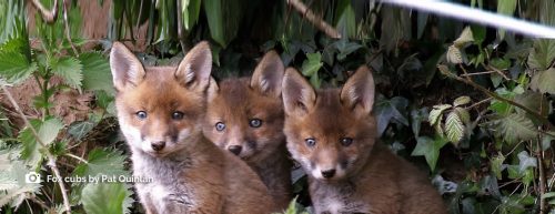 Wildlife Facts: Red Fox Care in the Garden - Irish Wildlife Trust