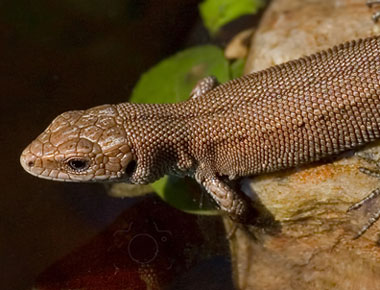 Saint Patrick and the Lizards - Irish Wildlife Trust