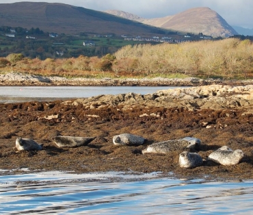 Prohibition of pair trawling in coastal areas - Irish Wildlife Trust