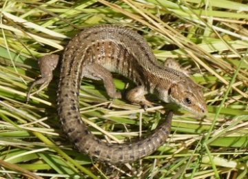 Irish Wildlife Trust Launch Lizard Survey - Irish Wildlife Trust