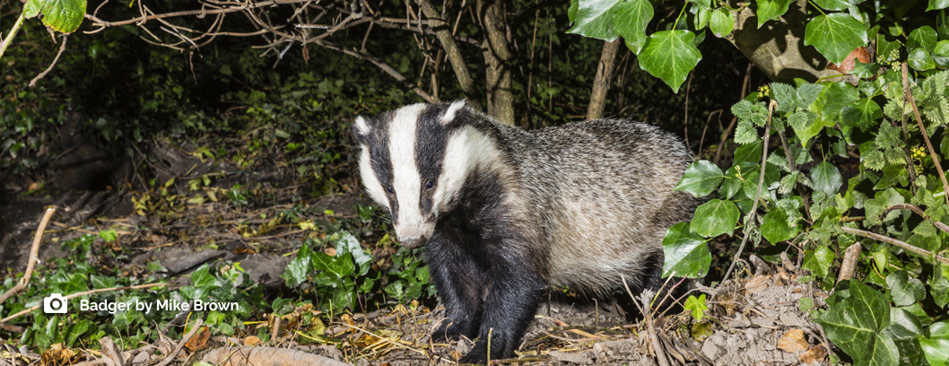 Badgers continue to die in large numbers - Irish Wildlife Trust