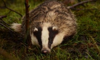 Badgers continue to die in large numbers - Irish Wildlife Trust