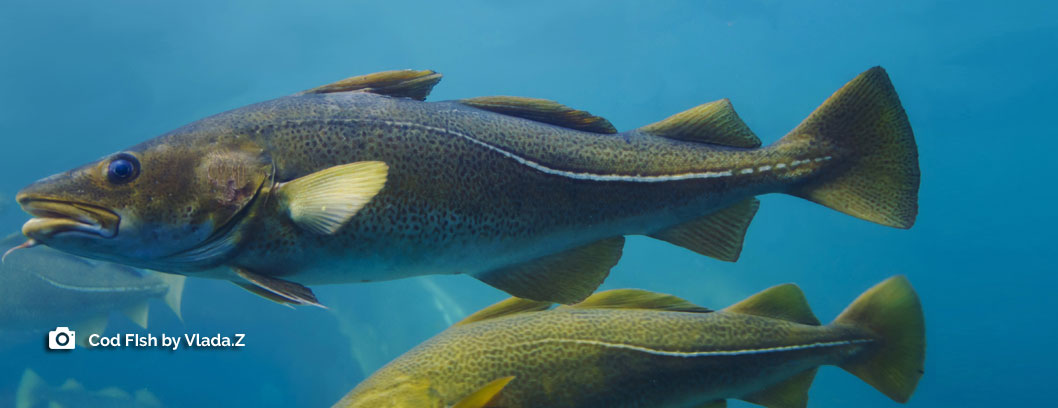 Early signs of recovery in Irish Sea Cod welcomed - Irish Wildlife Trust