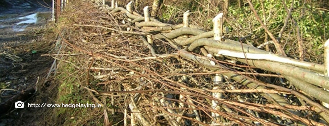 Ruling on hedgerow destruction - Irish Wildlife Trust