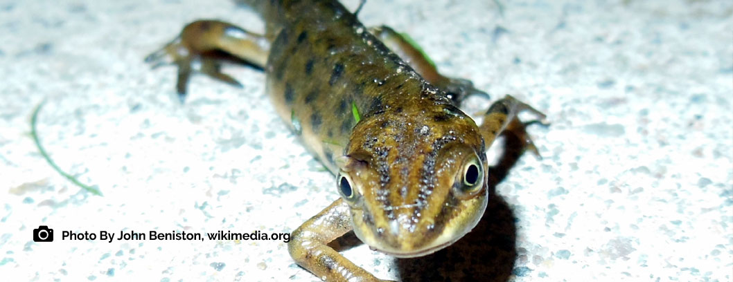 Smooth Newt Survey - Irish Wildlife Trust