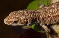 What We Do - Irish Wildlife Trust