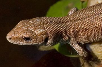 What We Do - Irish Wildlife Trust