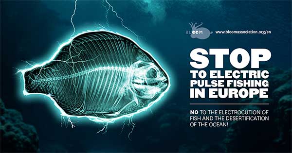 IWT calls on MEPs to oppose industrial-scale electrocution of marine ...