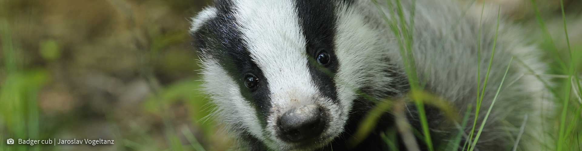 Badger Club - Irish Wildlife Trust