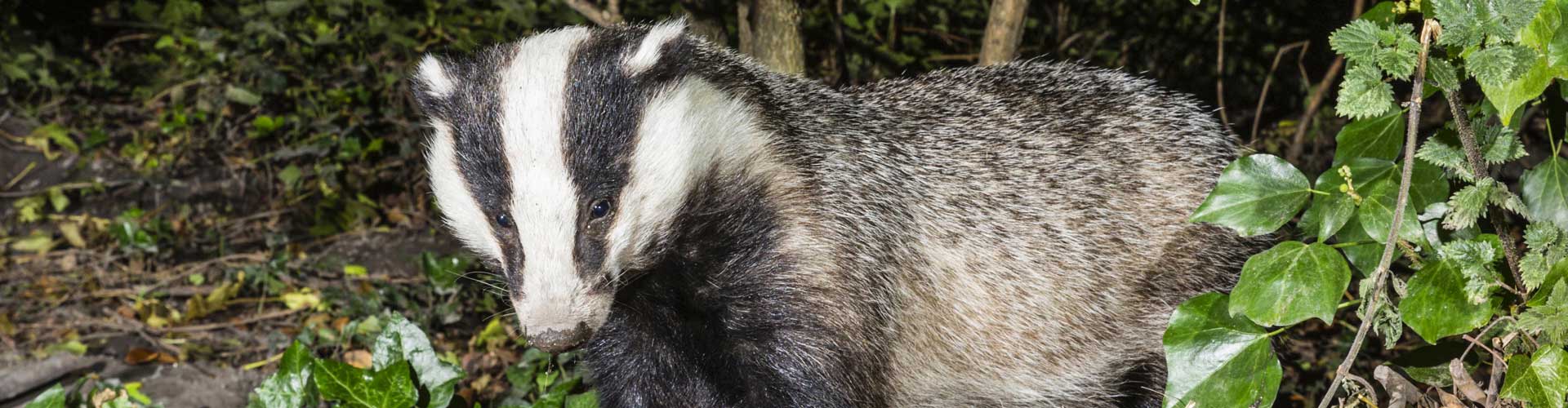 Badger Schools - Irish Wildlife Trust