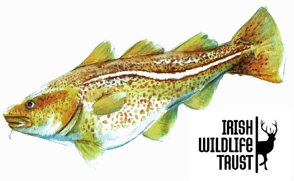 Press Release: IWT calls for better legal protection for marine life ...