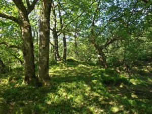 Forestry and Woodland in Ireland - Irish Wildlife Trust