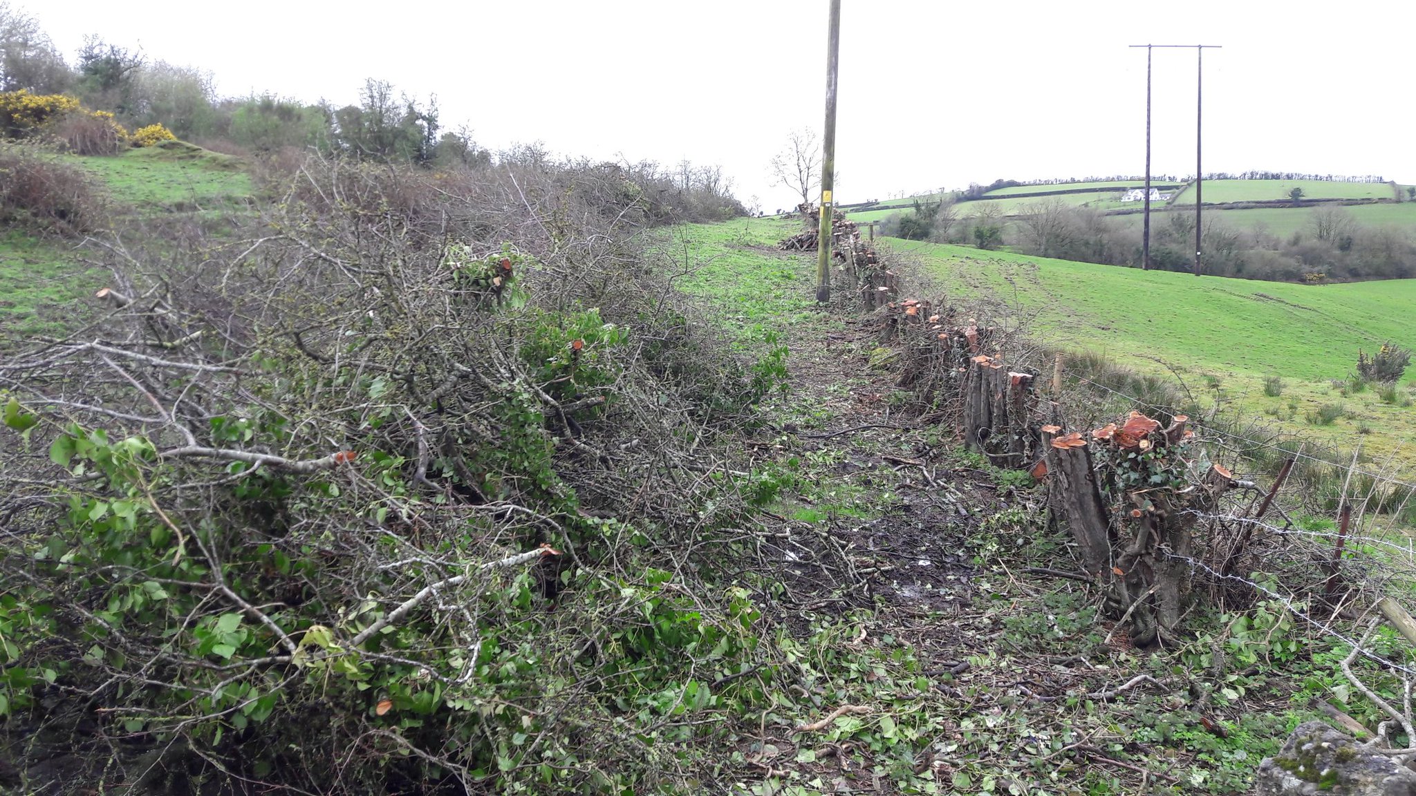 No to More Slash and Burn - Irish Wildlife Trust