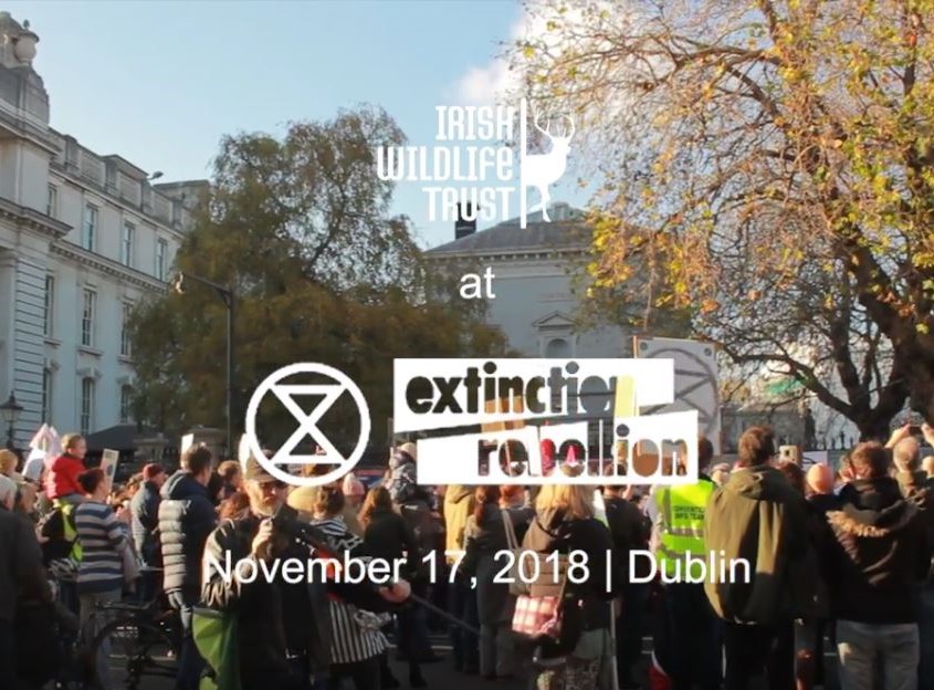 IWT Attend the Extinction Rally in Dublin 17th November - Irish ...