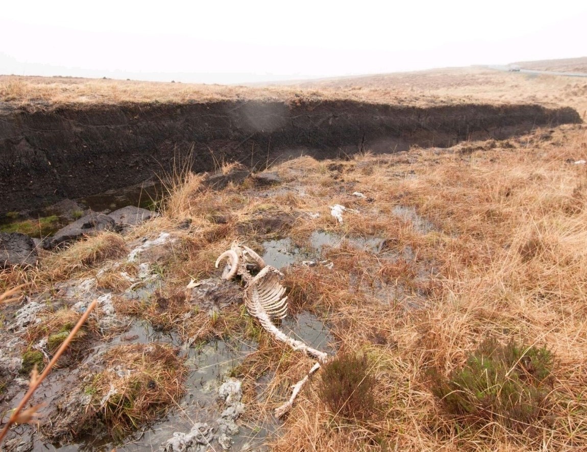 A Lament for our Peatlands - Irish Wildlife Trust