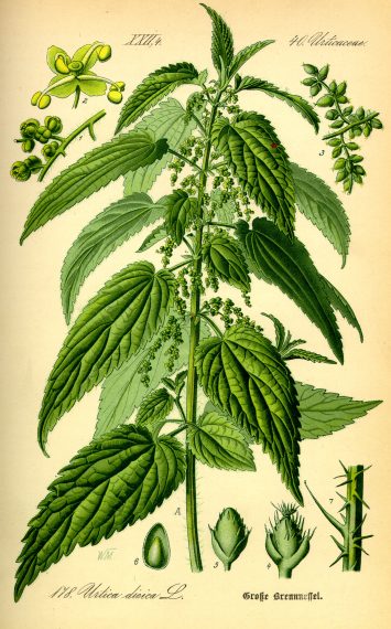 Species of the Week: Nettle - Irish Wildlife Trust