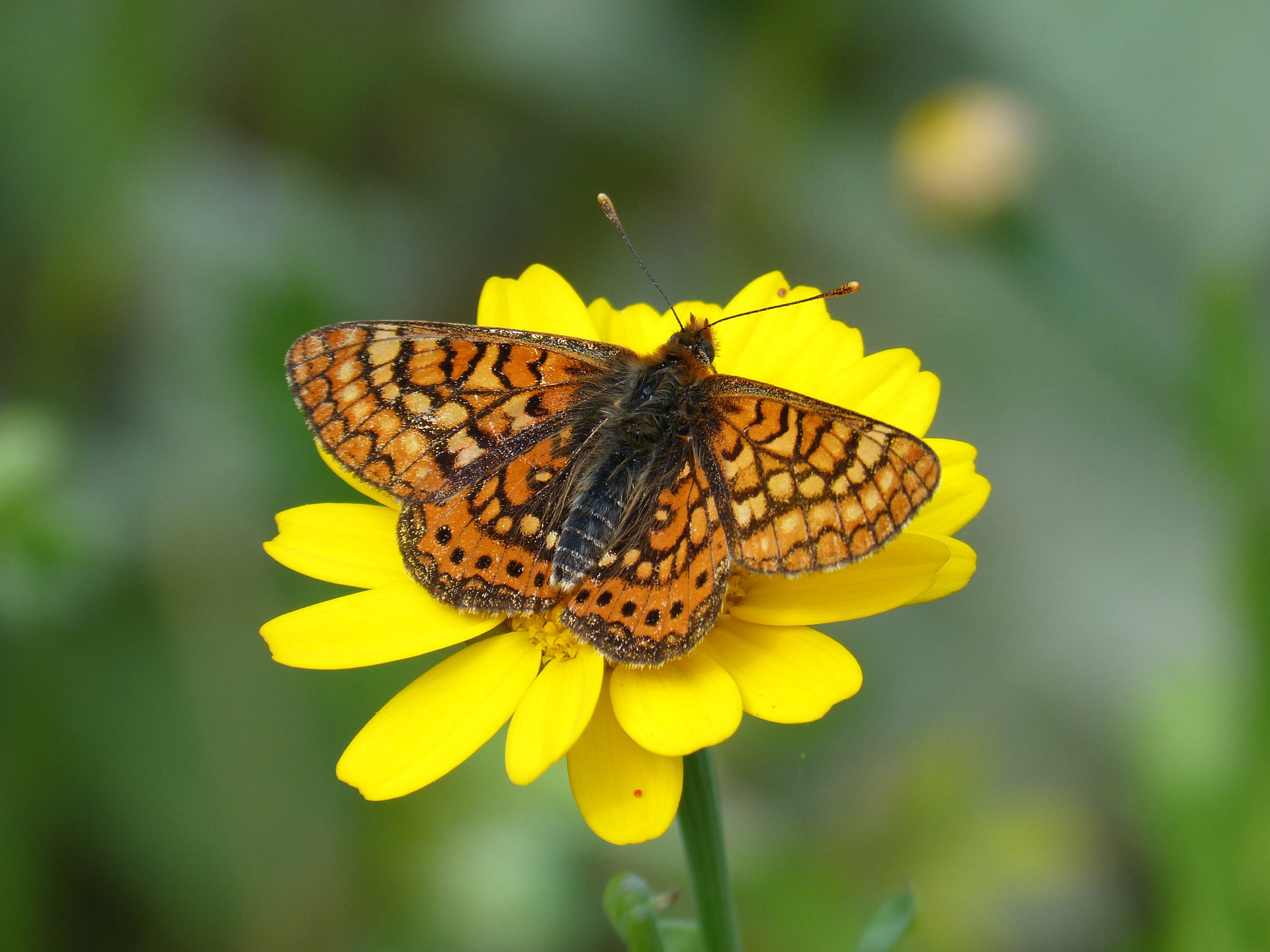 Species of the week: Marsh fritillary - Irish Wildlife Trust