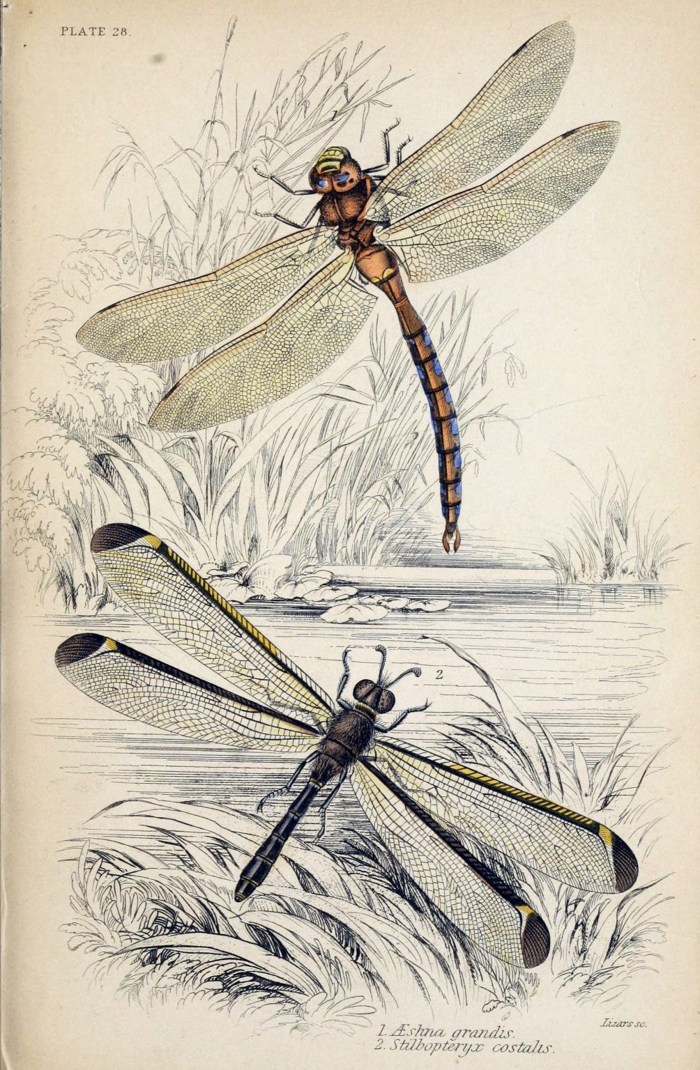 Species of the week: Brown Hawker Dragonfly - Irish Wildlife Trust
