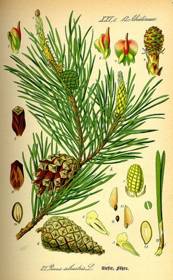 Species of the Week: Scots pine - Irish Wildlife Trust