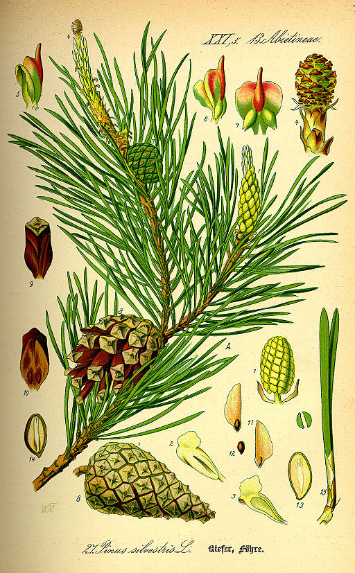 Species of the Week: Scots pine - Irish Wildlife Trust