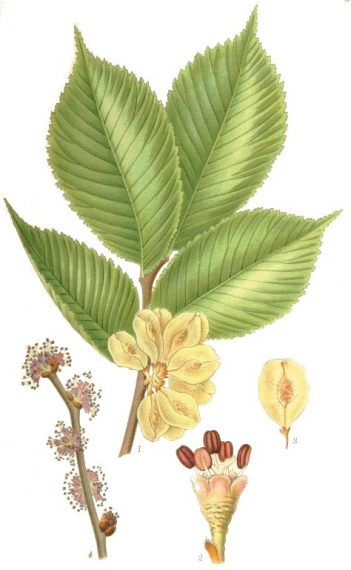 Species of the week: Wych Elm - Irish Wildlife Trust