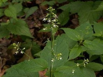 Species of the week: Enchanter's nightshade - Irish Wildlife Trust