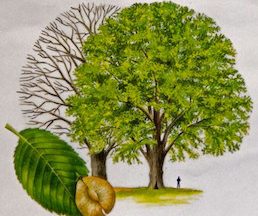 Species of the week: Wych Elm - Irish Wildlife Trust