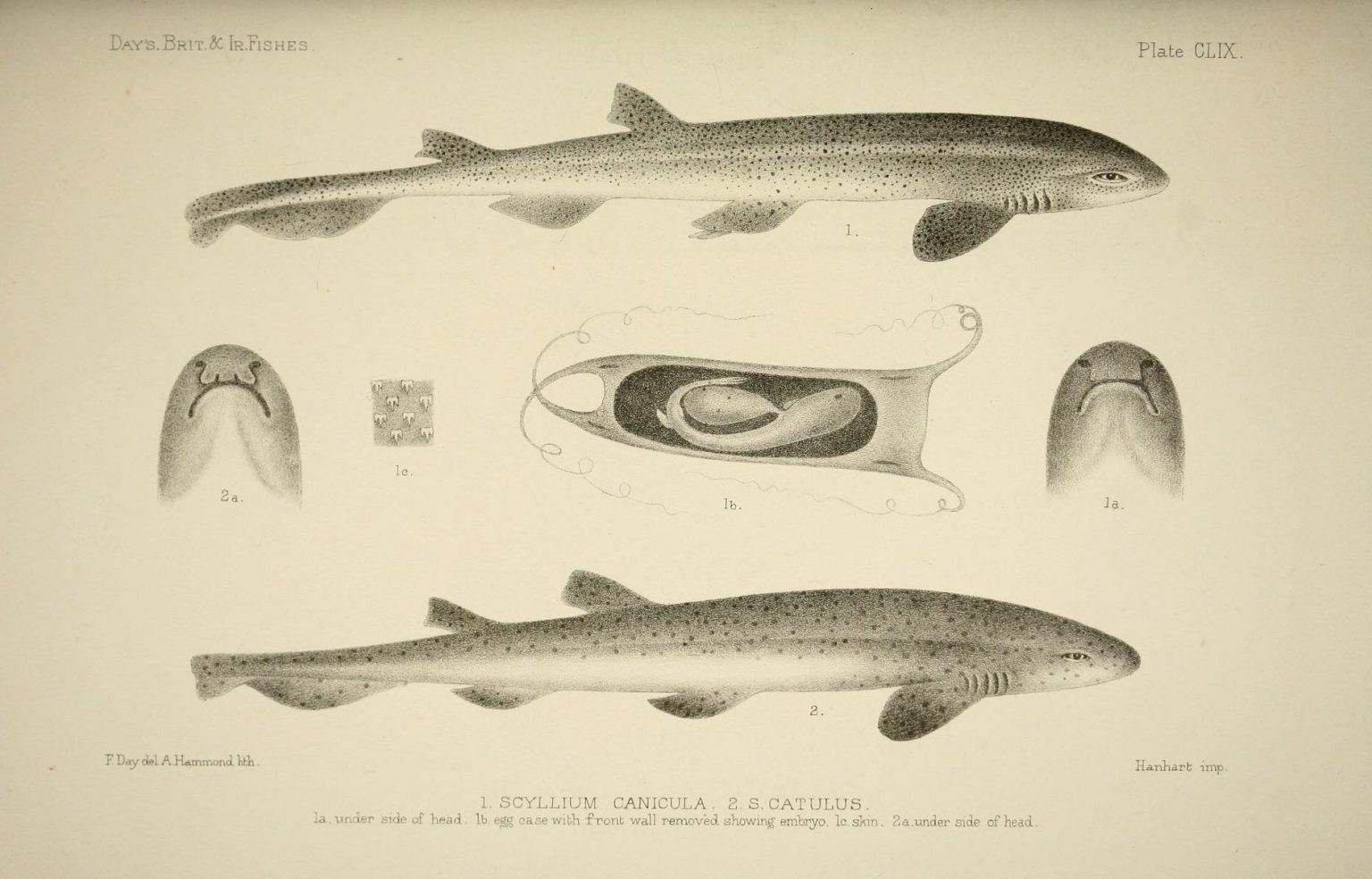 Species of the week: Small spotted catshark / lesser-spotted dogfish ...