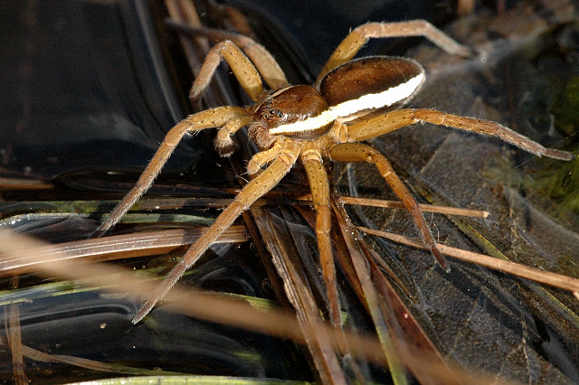 Species of the week: Raft Spider - Irish Wildlife Trust