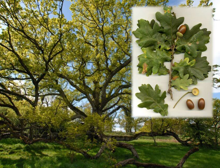 Species of the week: Pedunculate Oak - Irish Wildlife Trust