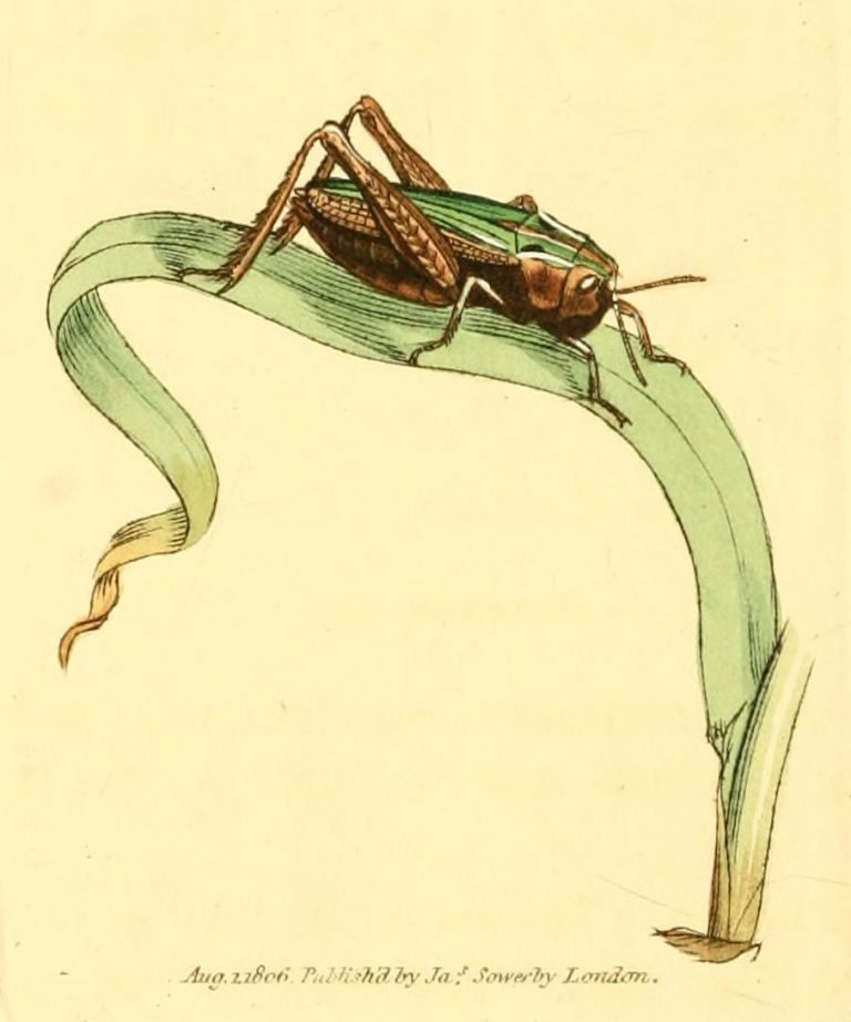 Species of the week: Common Green Grasshopper - Irish Wildlife Trust