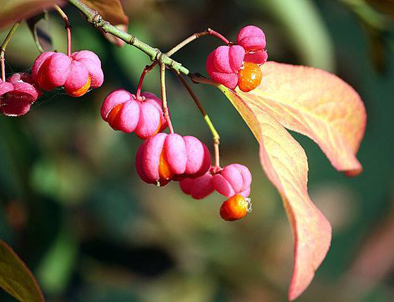 Species of the week: Spindle - Irish Wildlife Trust