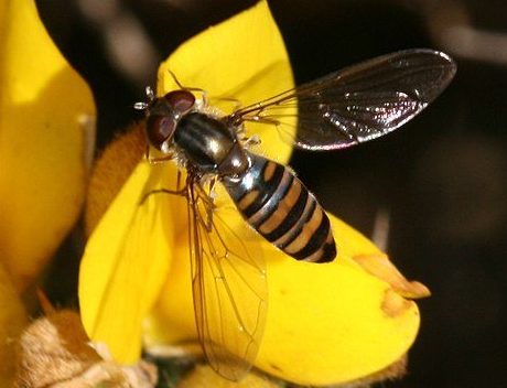 Species of the week: Marmalade Hoverfly - Irish Wildlife Trust