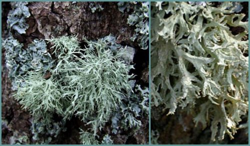 Species of the week: Oak Moss - Irish Wildlife Trust