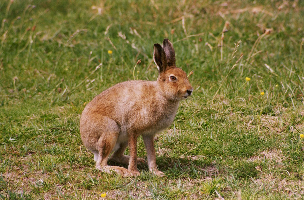 Info on RHD/RHD2 Disease, Hares & Hare Coursing - Irish Wildlife Trust
