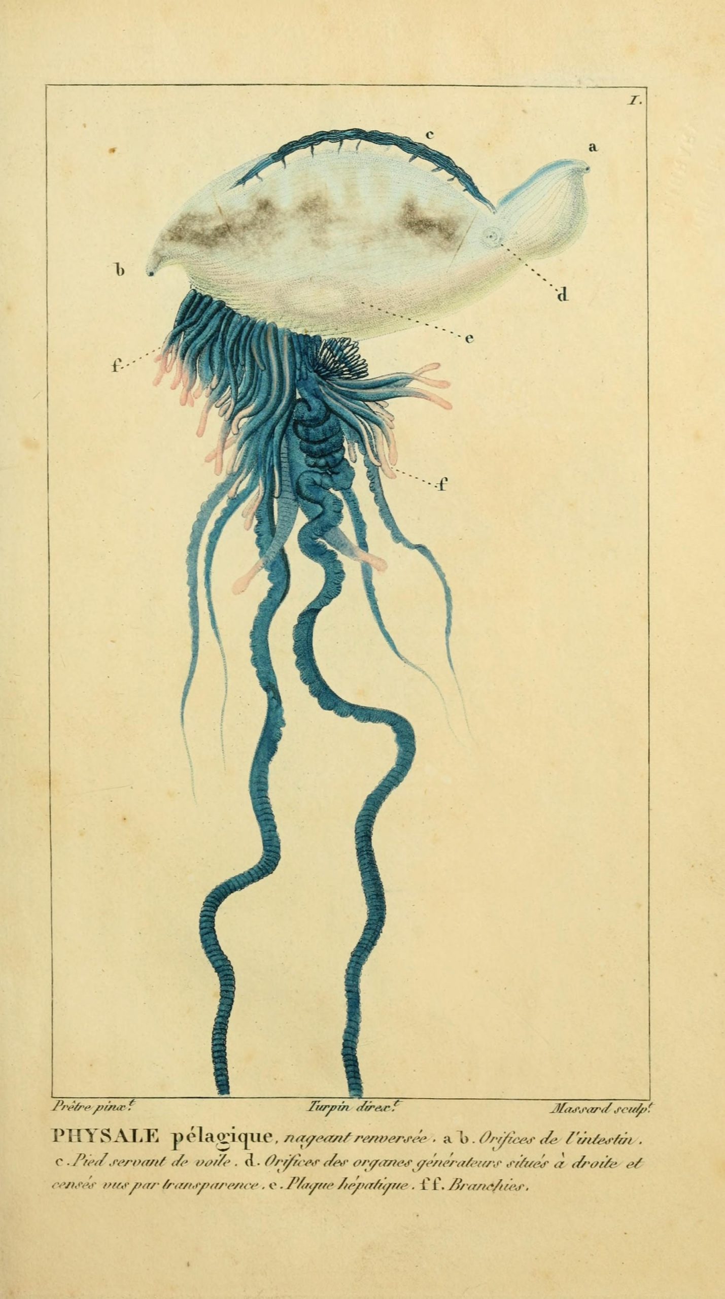 Species of the week: Portuguese Man O’War - Irish Wildlife Trust