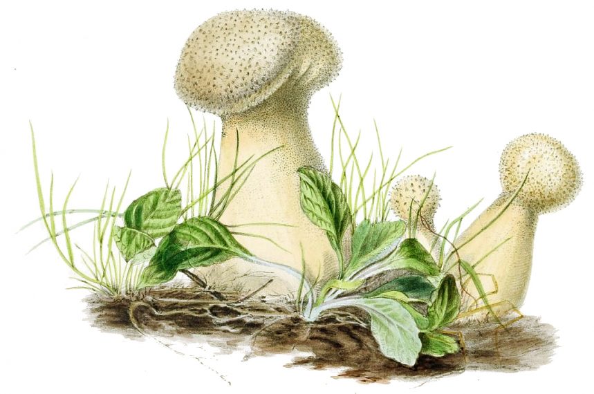 Species of the week: Common puffball - Irish Wildlife Trust