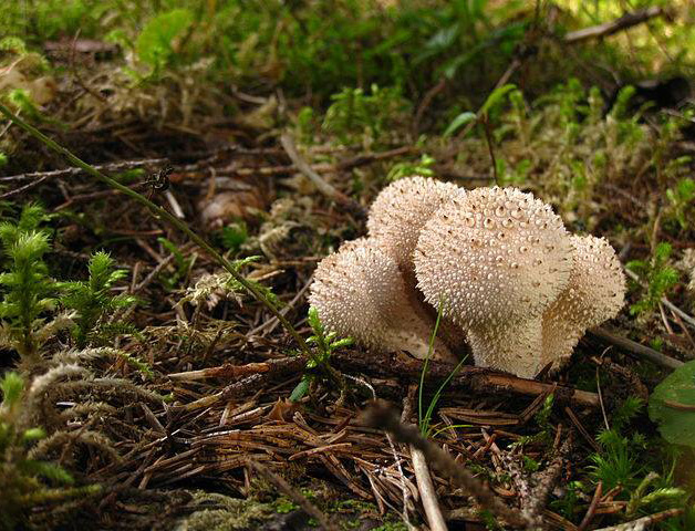 Species of the week: Common puffball - Irish Wildlife Trust