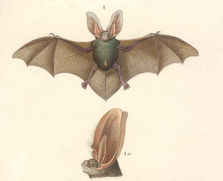 Species of the week: Brown Long-eared Bat - Irish Wildlife Trust