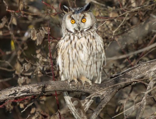Species of the week: Long-eared Owl - Irish Wildlife Trust