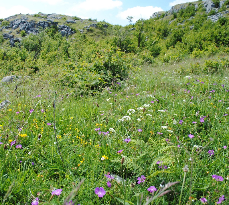 Press Release: Public invited to IWT and Regenerative Farming Ireland ...