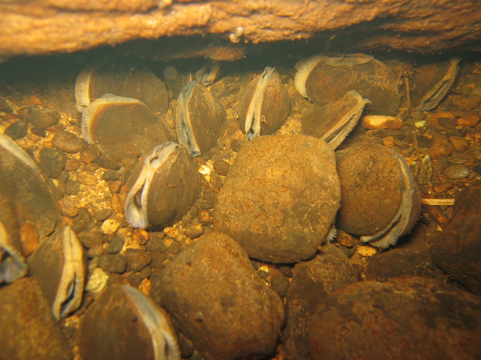 PRESS RELEASE: Protections for the Freshwater Pearl Mussel must be ...