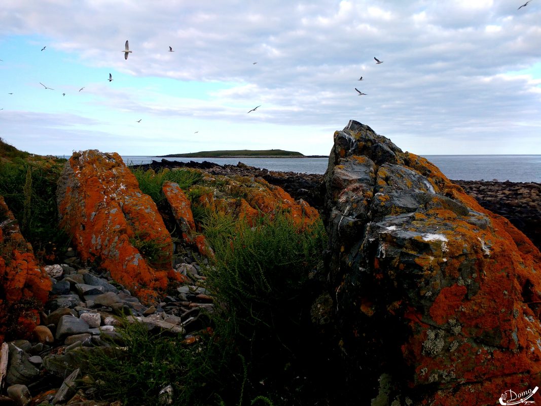 Colt Island at Skerries - Wild Oceans Photo Competition - Irish ...