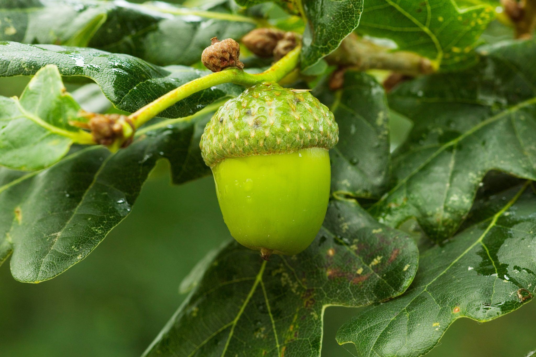 Press Release: The Irish Wildlife Trust welcomes the Programme for ...