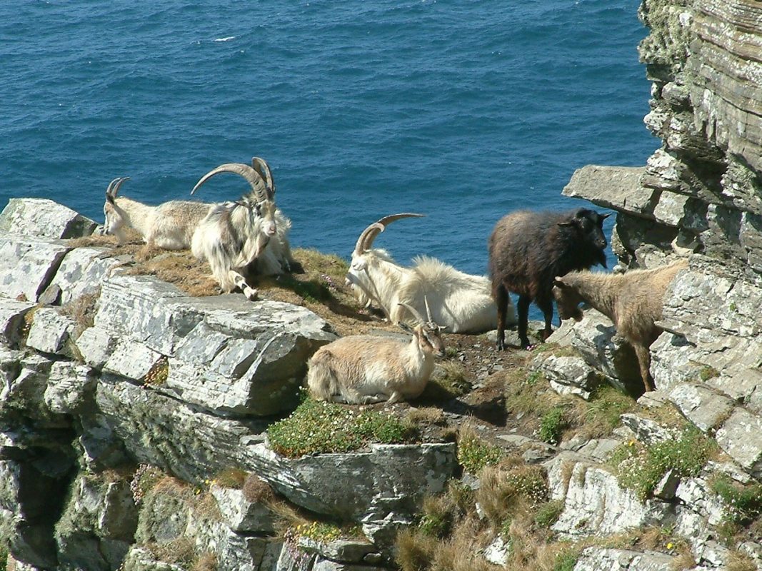 Wild Goats, Cliffs of Moher - Wild Oceans Photo Competition - Irish ...