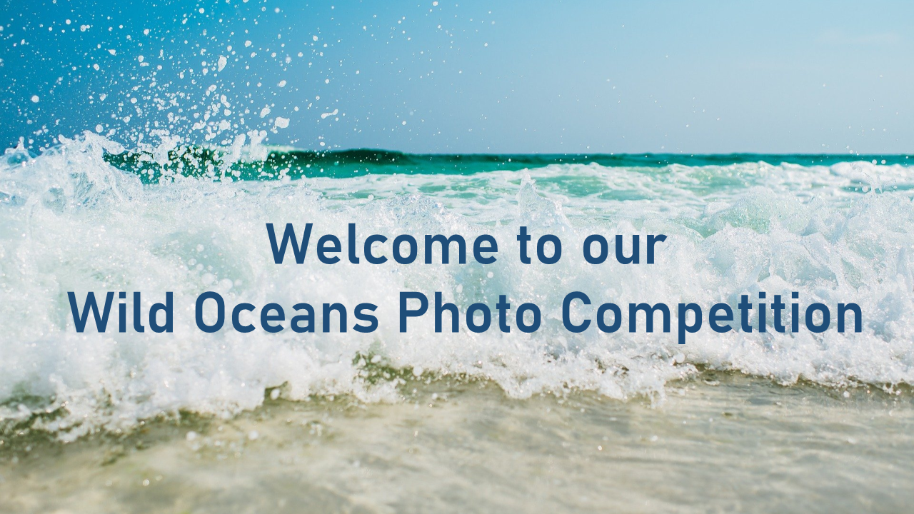 Wild Oceans Photo Competition - Irish Wildlife Trust