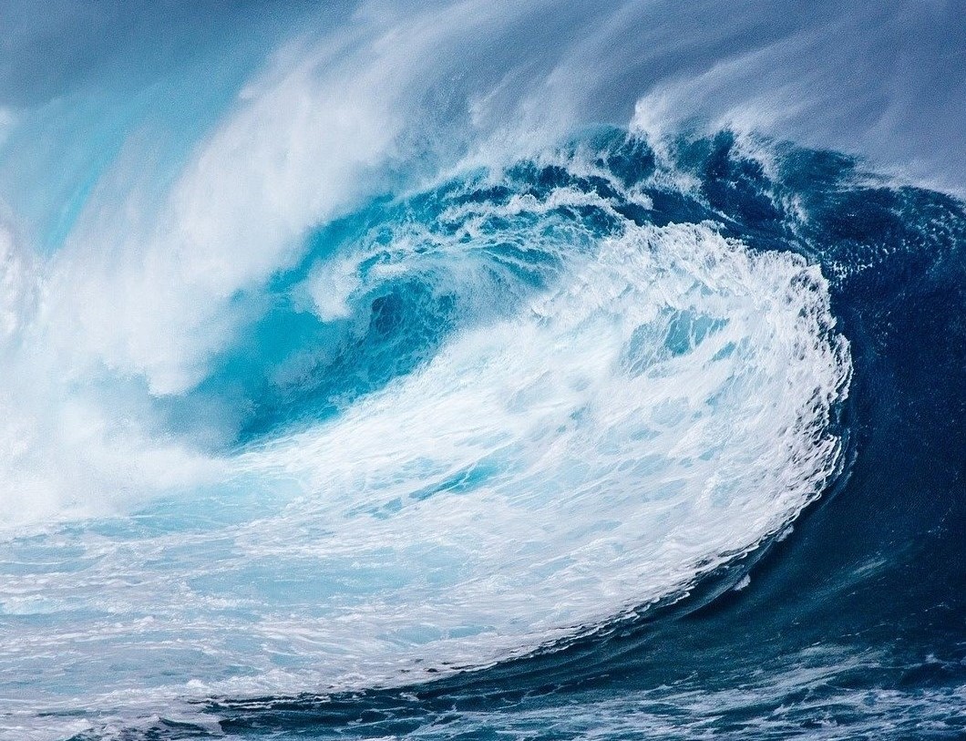 Press Release: IWT Wild Oceans Photography Competition - Irish Wildlife ...