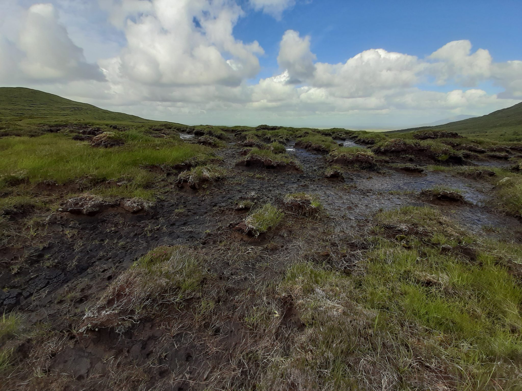 Press Release: Irish Wildlife Trust (IWT) calls for sheep to be taken ...